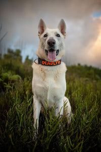 Customizable ID Panels – K9 Tactical Gear