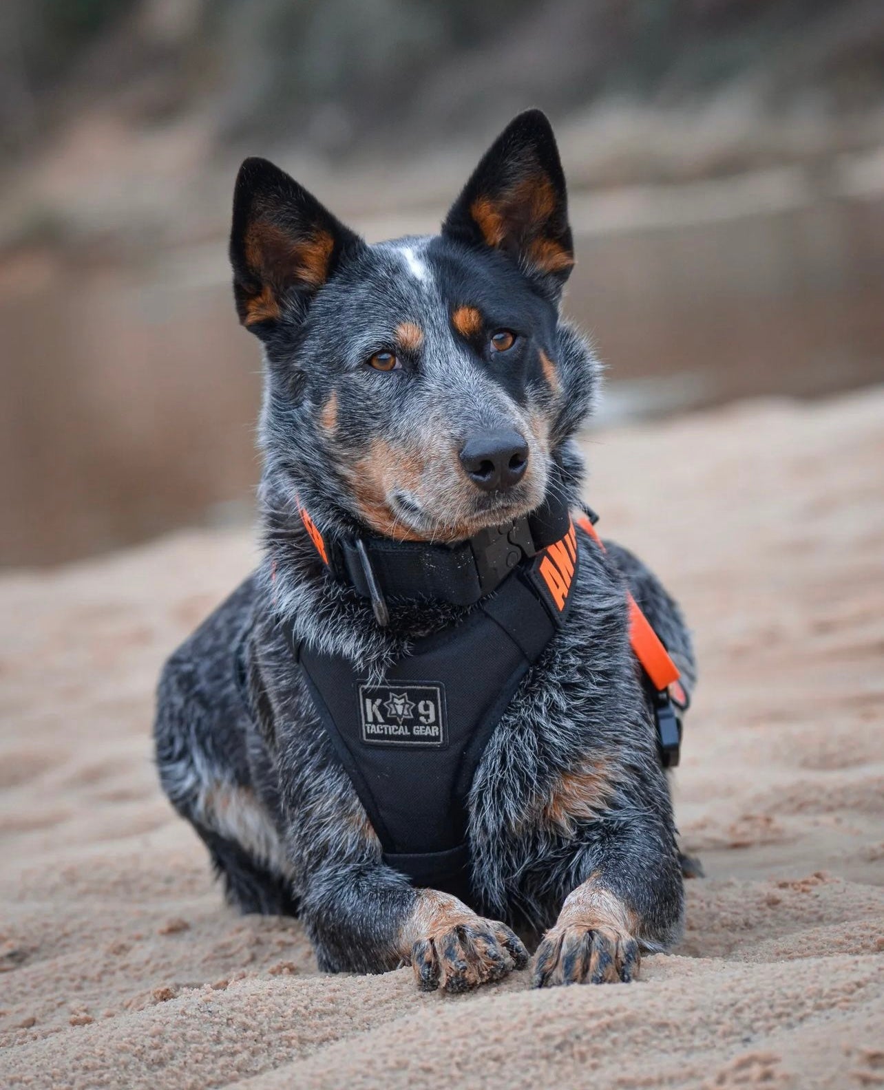 Aluminum Defender Harness – K9 Tactical Gear