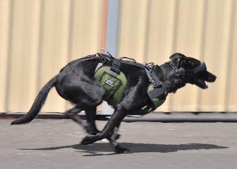 STABO Short Haul Harness – K9 Tactical Gear