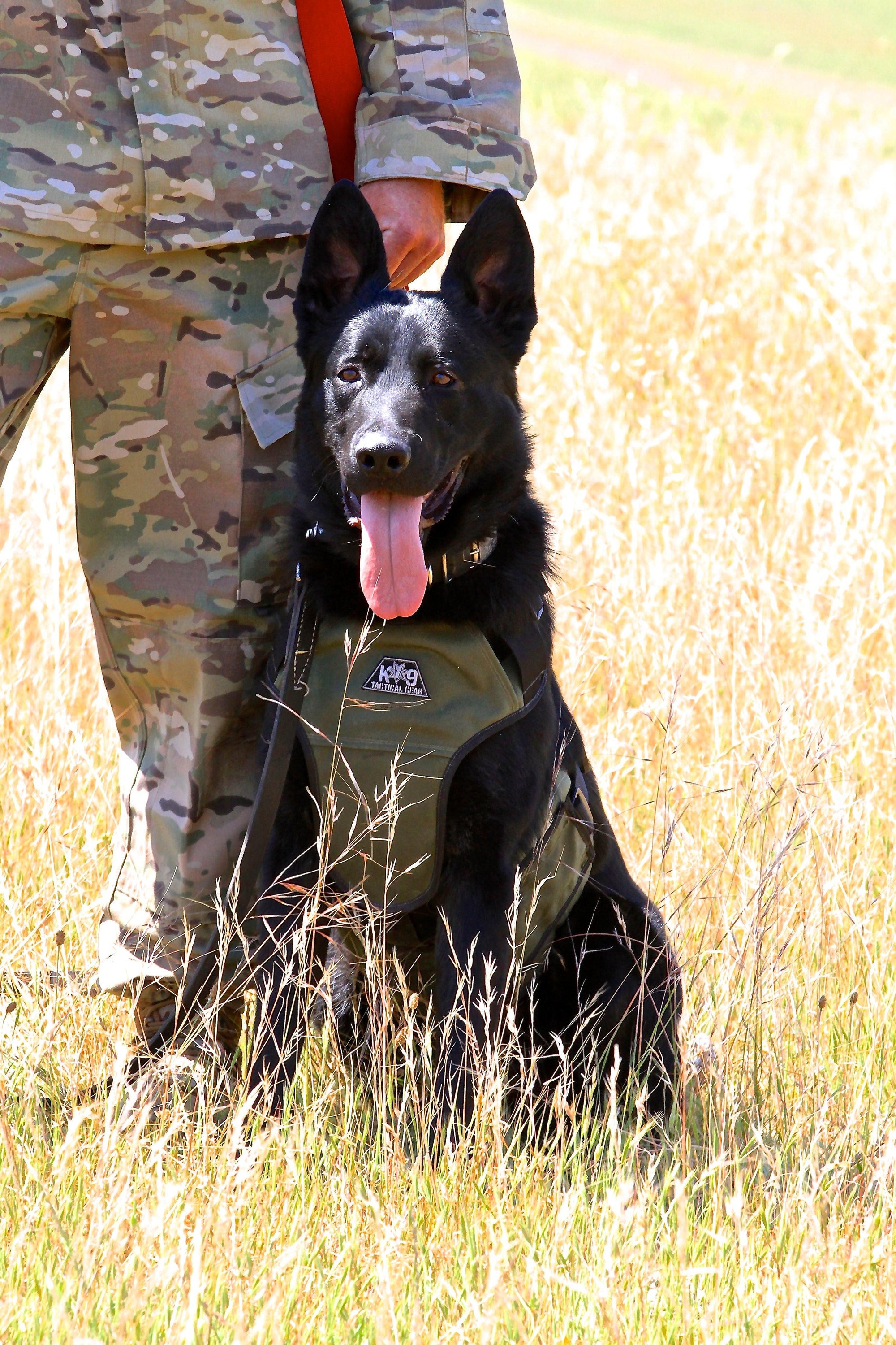 STABO Short Haul Harness – K9 Tactical Gear