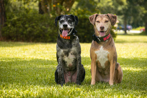 Customizable ID Panels – K9 Tactical Gear