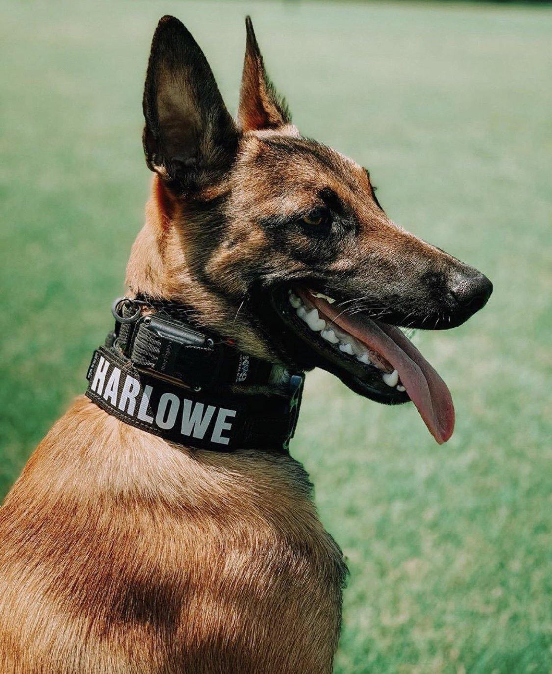 1" Elastic E-Collar Holder – K9 Tactical Gear