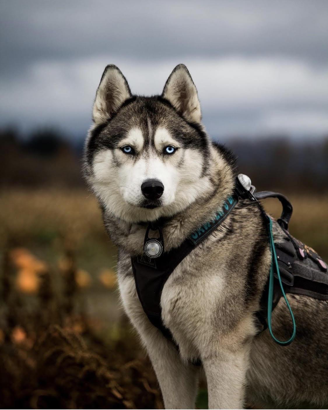 3/4" Super Heavy Weight Biothane Beta Tab – K9 Tactical Gear